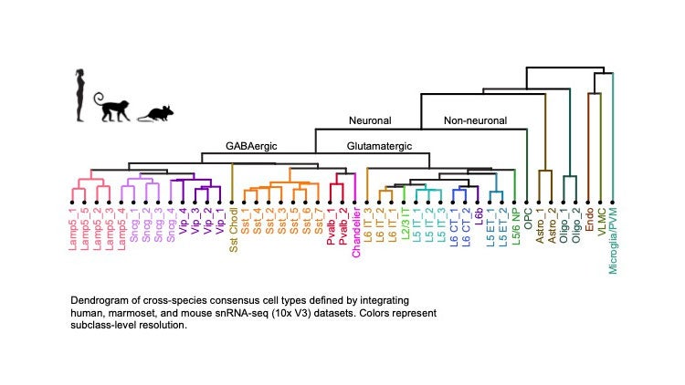 A Cell Atlas Reveals the Biodiversity inside Our Head - Scientific American